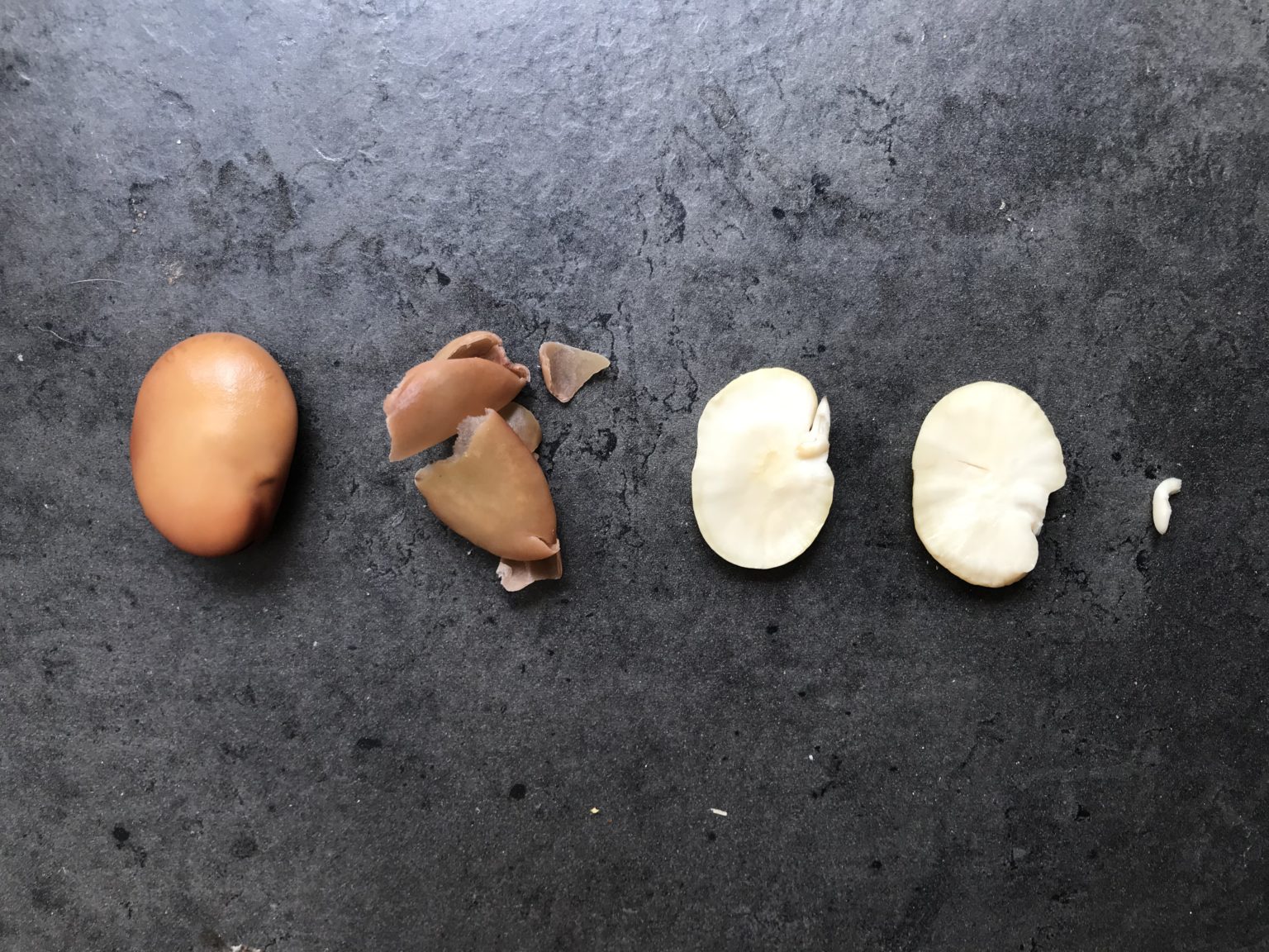 Seed Dissection Activity - The Sylvia Center