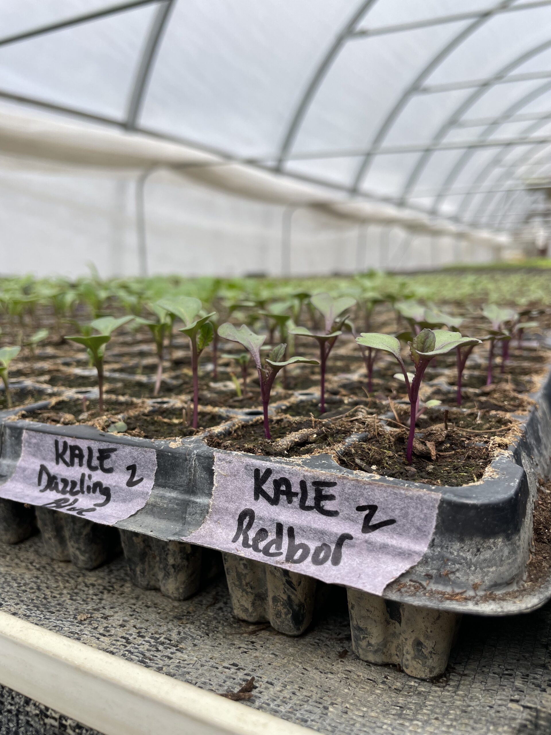 Seedlings, Soil, and Spring Beginnings - The Sylvia Center